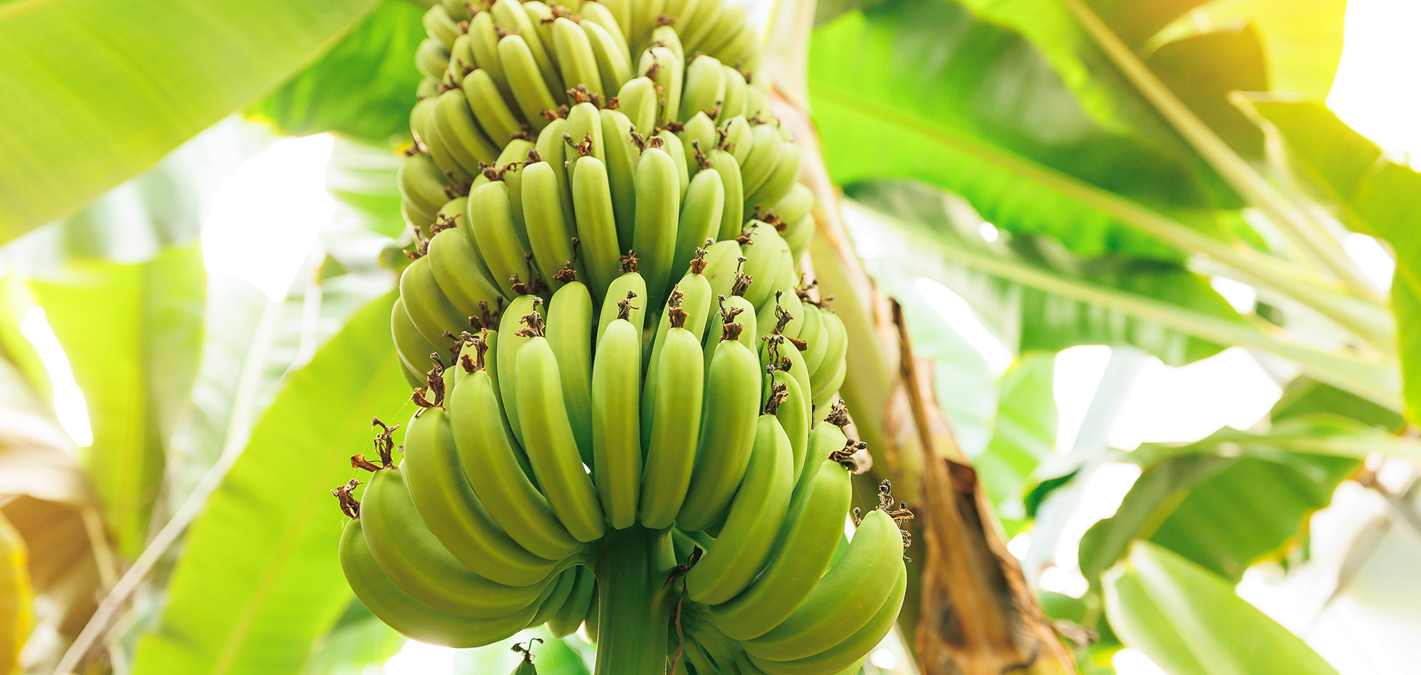 Case Study: SH Pratt LTD - Dataquest